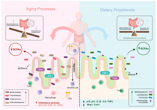 Polyphenolic Compounds: Orchestrating Intestinal Microbiota Harmony ...