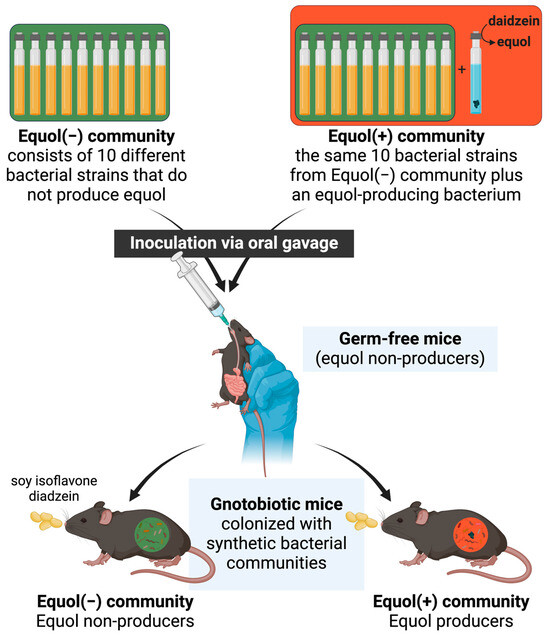 A Gnotobiotic Mouse Model with Divergent Equol-Producing Phenotypes ...