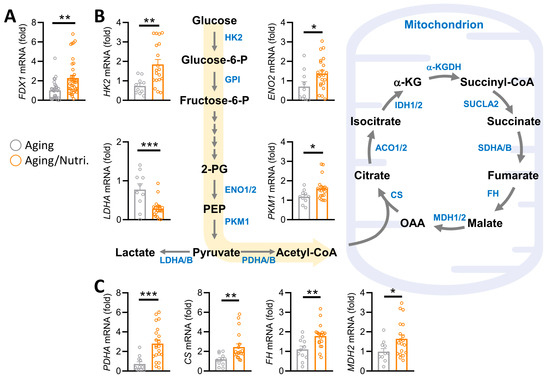 Examining the Effects of Nutrient Supplementation on Metabolic Pathways ...