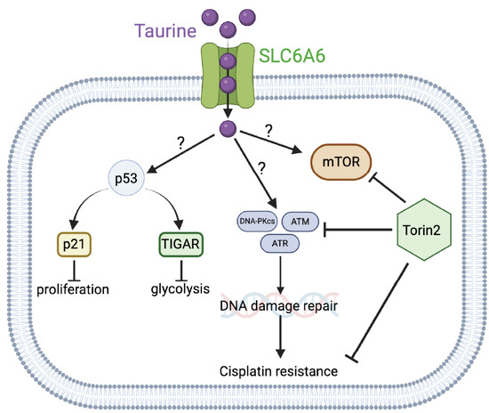 Modeling of Intracellular Taurine Levels Associated with Ovarian Cancer ...