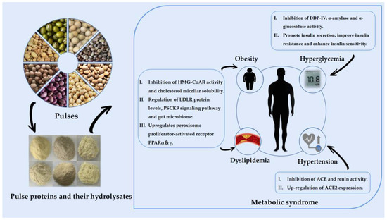 Nutrients | Free Full-Text | Pulse Proteins and Their Hydrolysates: A ...