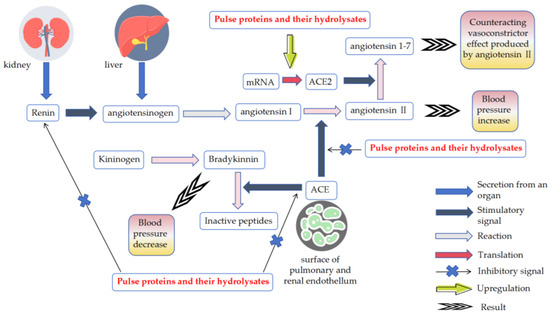 Pulse Proteins and Their Hydrolysates: A Comprehensive Review of Their ...