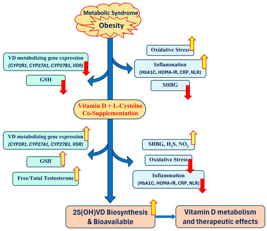 The Impact of Vitamin D and L-Cysteine Co-Supplementation on ...