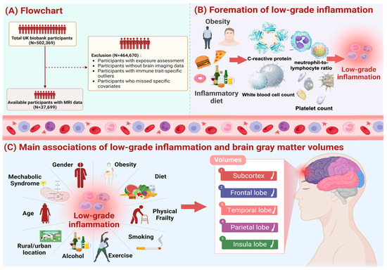 Chronic Low-Grade Inflammation and Brain Structure in the Middle-Aged ...