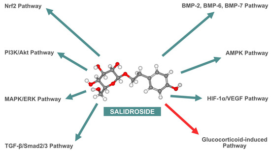 Salidroside: A Promising Agent in Bone Metabolism Modulation