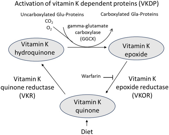 The Importance of Vitamin K and the Combination of Vitamins K and D for ...
