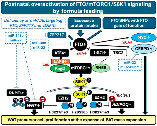 Nutrients | Free Full-Text | Risk of Fat Mass- and Obesity-Associated ...