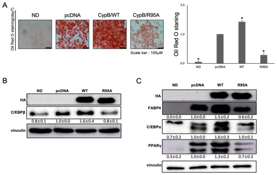 The PPIase Activity of CypB Is Essential for the Activation of Both AKT ...