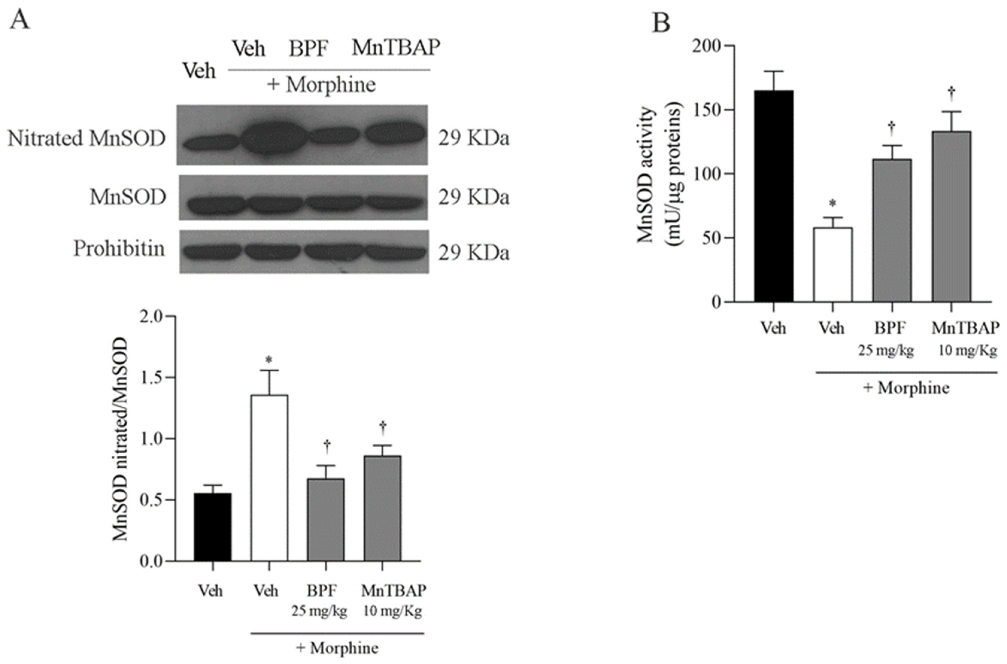 Exploring the Role of Bergamot Polyphenols in Alleviating Morphine ...