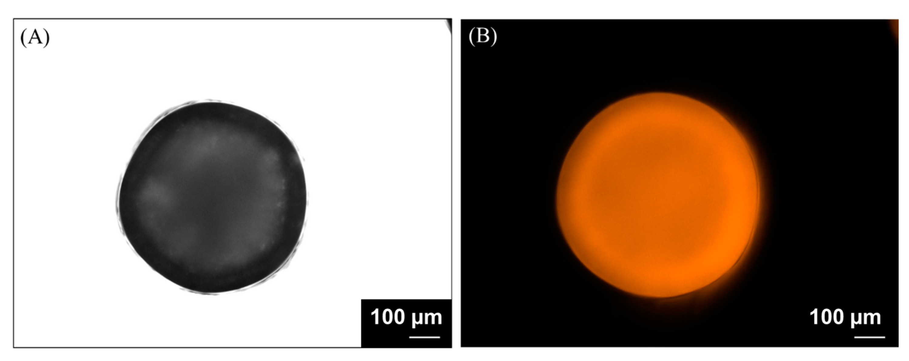 Nutrients | Free Full-Text | Stability and Bioaccessibility of Carotenoids from Sea Buckthorn ...