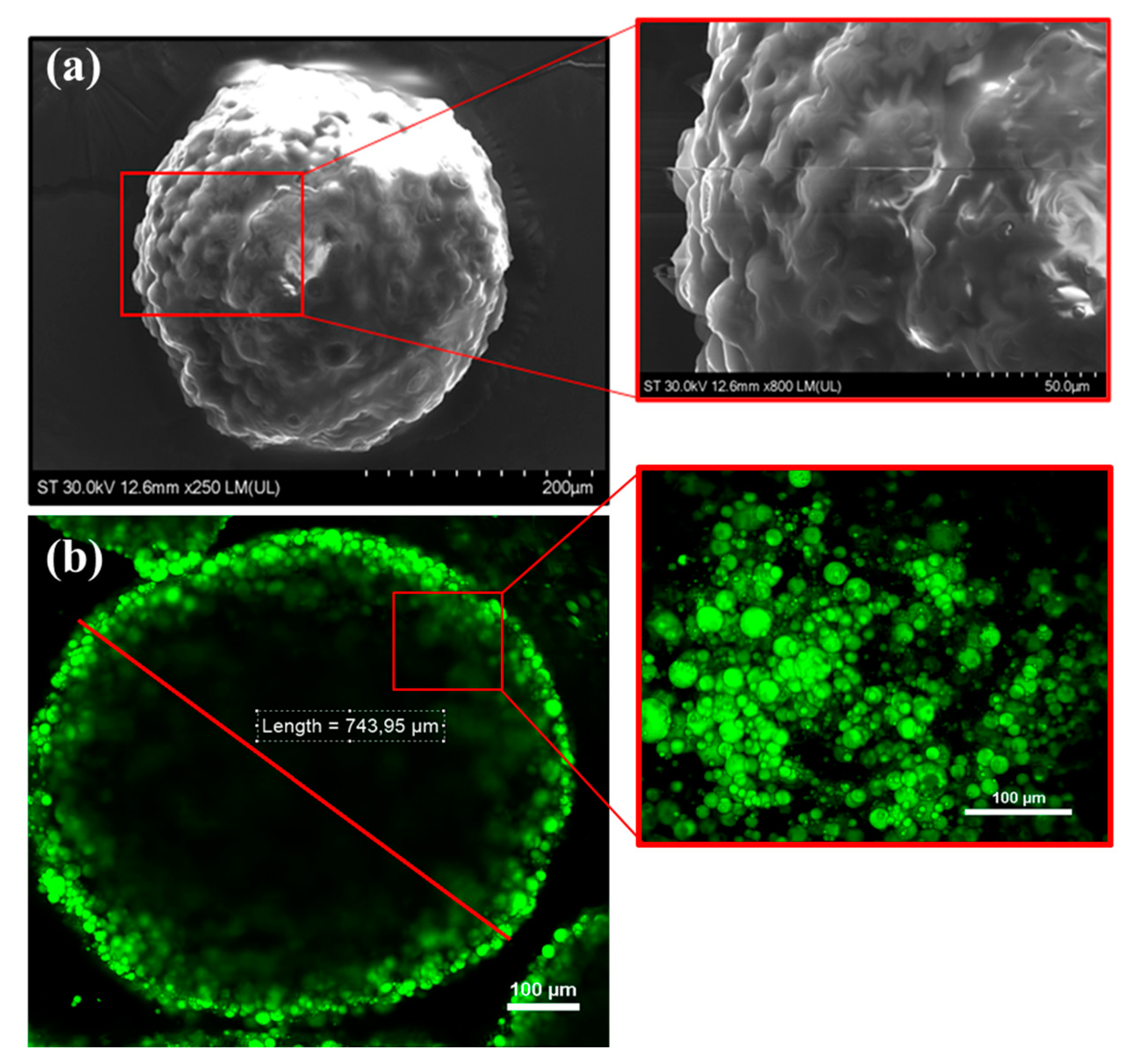 Nutrients | Free Full-Text | Stability and Bioaccessibility of Carotenoids from Sea Buckthorn ...