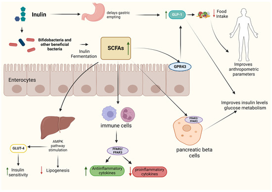 Health Effects and Mechanisms of Inulin Action in Human Metabolism