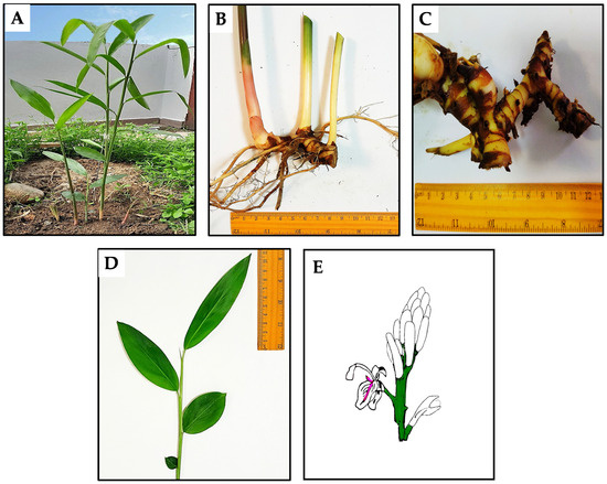 Potential Neuroprotective Effects of Alpinia officinarum Hance (Galangal): A Review