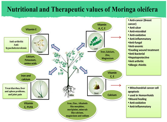Exploring the Phytochemical, Pharmacological and Nutritional Properties of Moringa oleifera: A ...