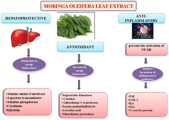 Exploring the Phytochemical, Pharmacological and Nutritional Properties of Moringa oleifera: A ...