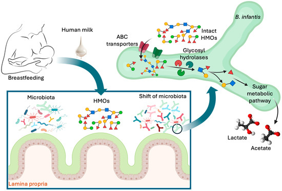 Impact of Bifidobacterium longum Subspecies infantis on Pediatric Gut ...