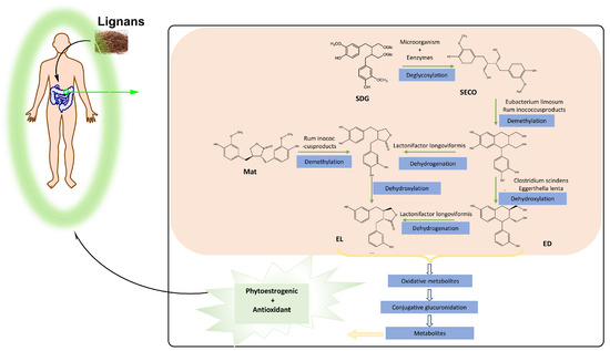 Unveiling the Power of Flax Lignans: From Plant Biosynthesis to Human ...