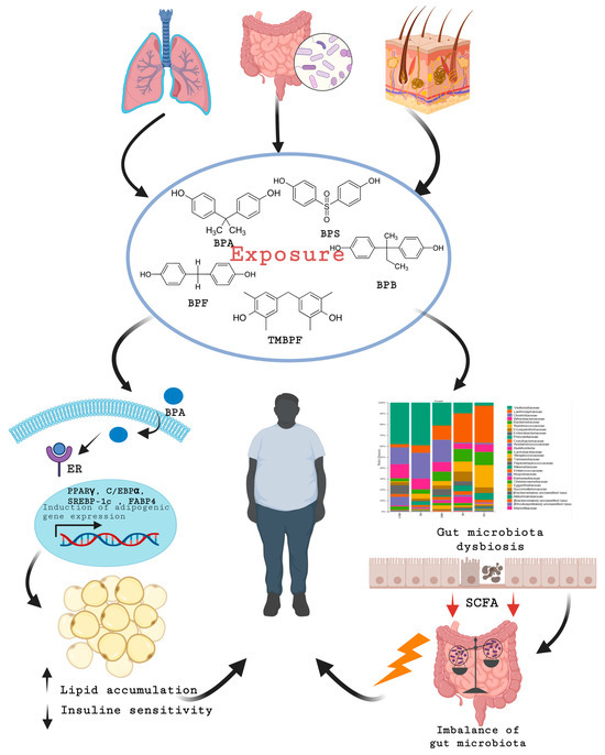 Mitigating Dietary Bisphenol Exposure Through the Gut Microbiota: The ...
