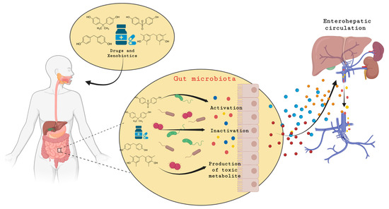 Mitigating Dietary Bisphenol Exposure Through the Gut Microbiota: The ...