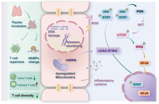 Immune Alterations with Aging: Mechanisms and Intervention Strategies
