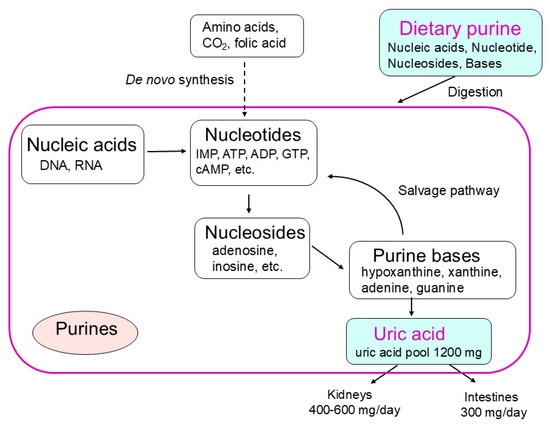 Daily Amount of Purine in Commonly Recommended Well-Balanced Diets in ...