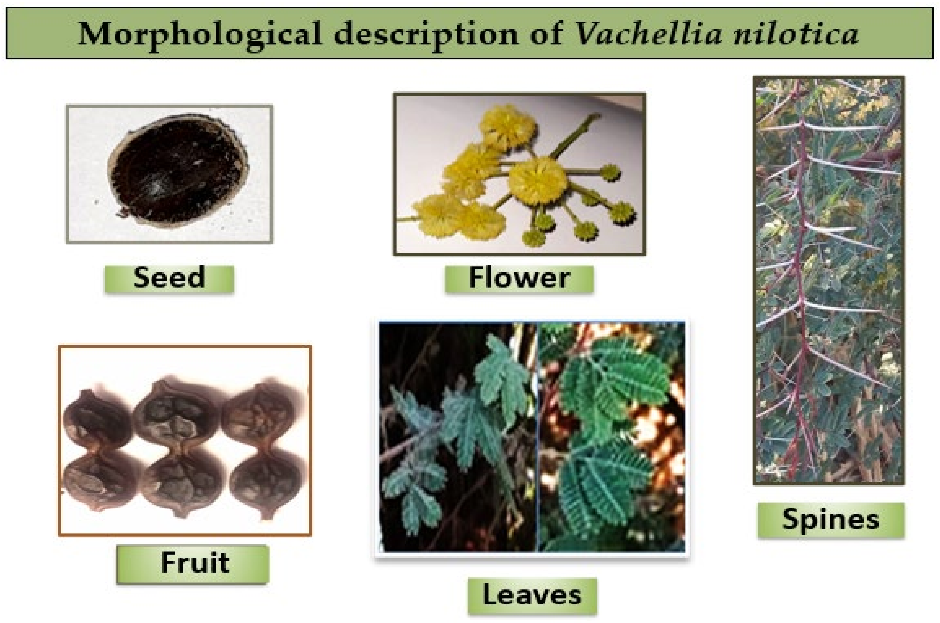 The Acacia (Vachellia nilotica (L.) P.J.H. Hurter & Mabb.): Traditional ...