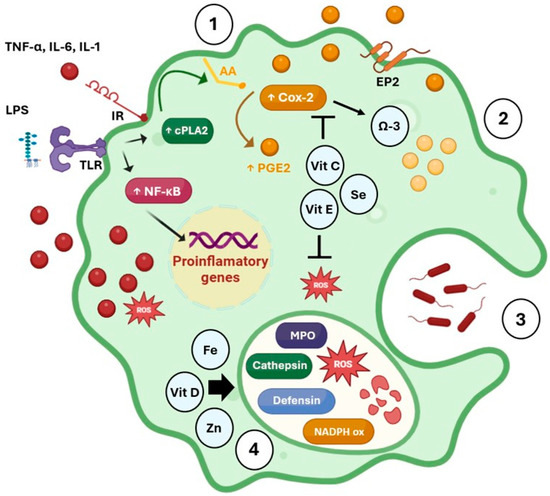 Dietary Modulation of the Immune System