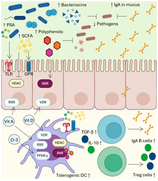 Dietary Modulation of the Immune System