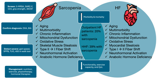 Sarcopenia and Cardiogeriatrics: The Links Between Skeletal Muscle ...