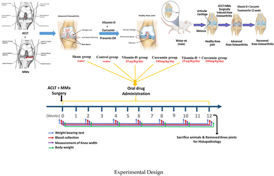 Curcumin and Vitamin D Supplement Attenuates Knee Osteoarthritis ...