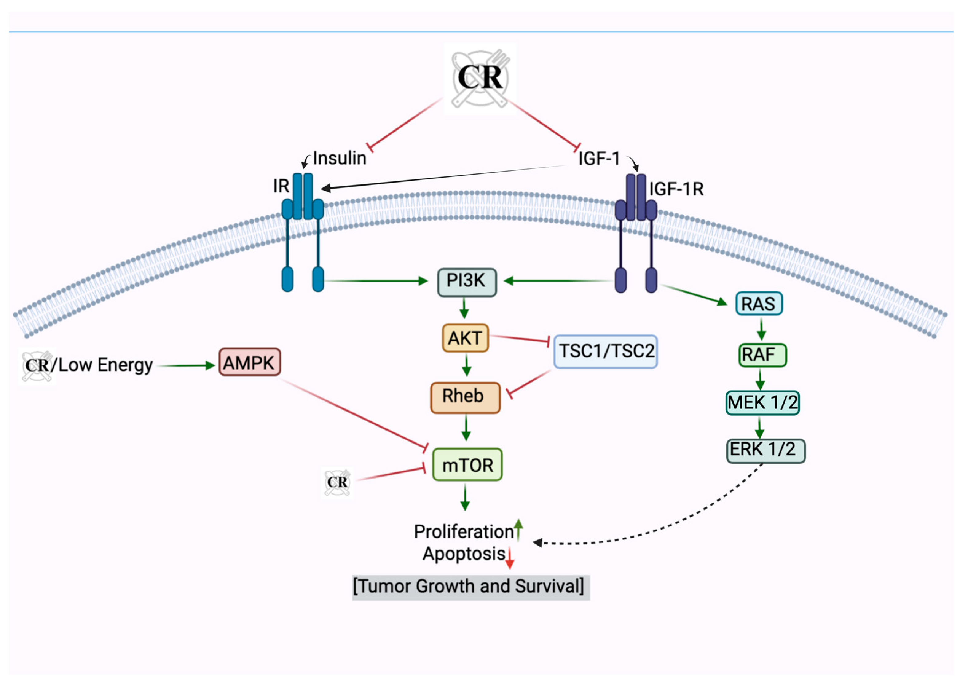 Dietary Restrictions and Cancer Prevention: State of the Art