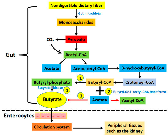 Beneficial Effects of Butyrate on Kidney Disease