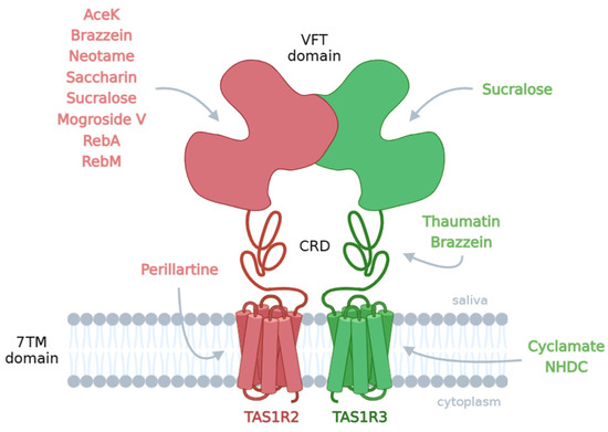 TAS1R2/TAS1R3 Single-Nucleotide Polymorphisms Affect Sweet Taste ...