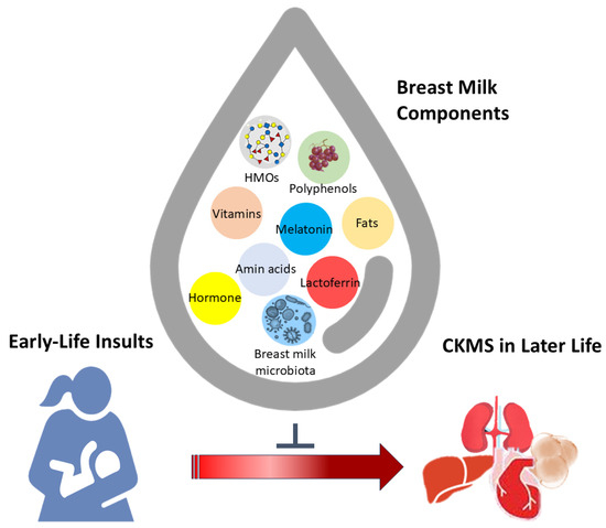 Breastfeeding and Future Cardiovascular, Kidney, and Metabolic Health—A ...