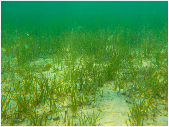 Cymodocea nodosa, a Promising Seagrass of Nutraceutical Interest ...