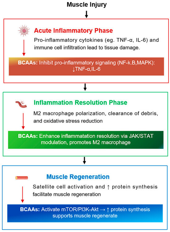 Branched-Chain Amino Acids and Inflammation Management in Endurance ...
