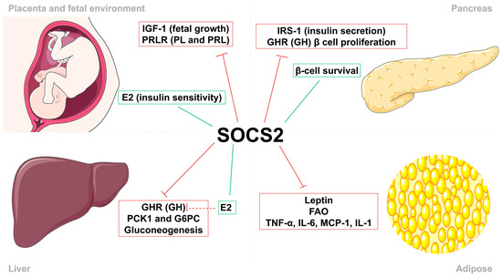 Mechanisms of Fetal Overgrowth in Gestational Diabetes: The Potential ...