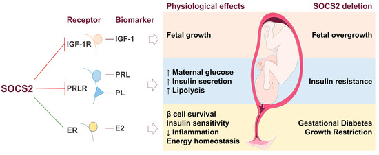 Mechanisms of Fetal Overgrowth in Gestational Diabetes: The Potential ...