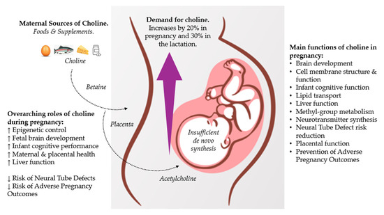 Choline in Pregnancy and Lactation: Essential Knowledge for Clinical ...