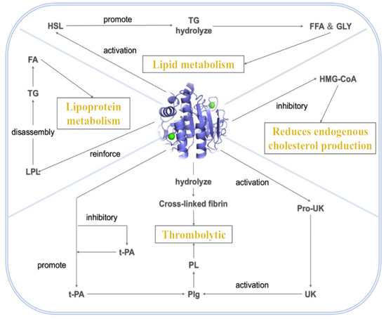 Research Progress of Nattokinase in Reducing Blood Lipid