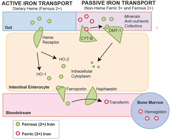 Dietary Heme Iron: A Review of Efficacy, Safety and Tolerability