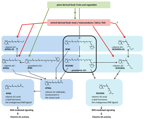 Vitamin A5: Evidence, Definitions, Gaps, and Future Directions
