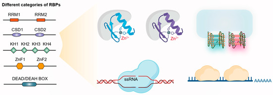 Orchestrating Nutrient Homeostasis: RNA-Binding Proteins as Molecular ...