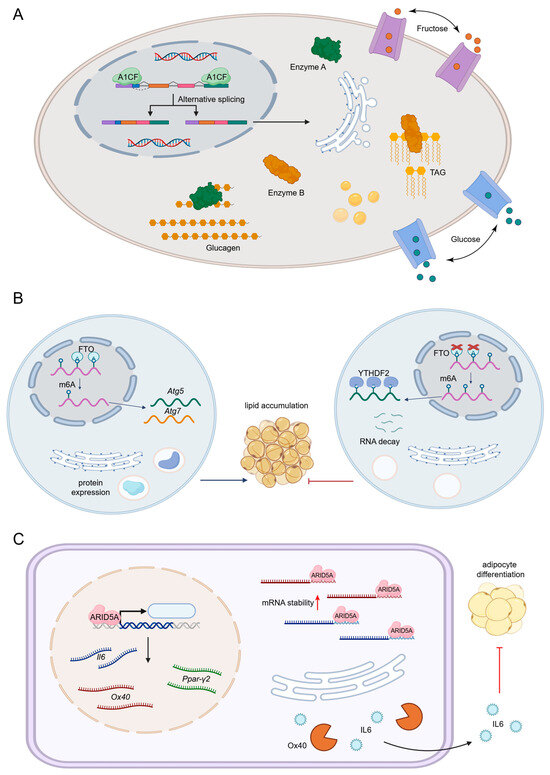 Orchestrating Nutrient Homeostasis: RNA-Binding Proteins as Molecular Conductors in Metabolic ...