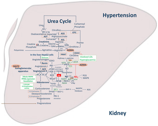 The Metabolic Syndrome: An Overview and Proposed Mechanisms