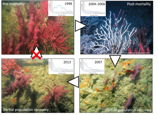 Oceans | Special Issue : The Future of Coral Reefs: Research Submitted ...