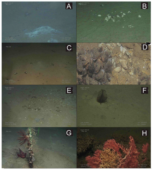 Oceans | Special Issue : Current Advances and Challenges in Ocean ...