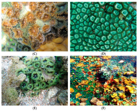 Shallow-Water Species Diversity of Common Intertidal Zoantharians ...