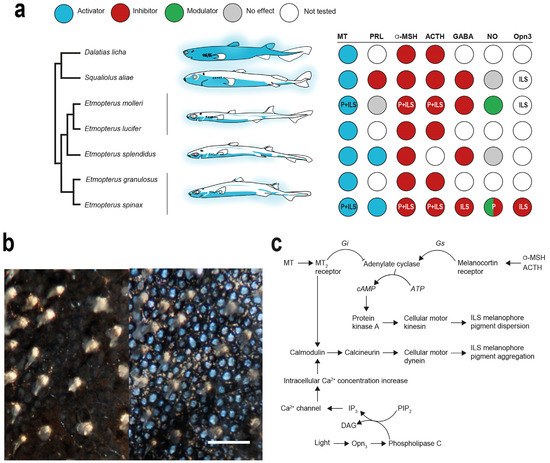 Glow on Sharks: State of the Art on Bioluminescence Research