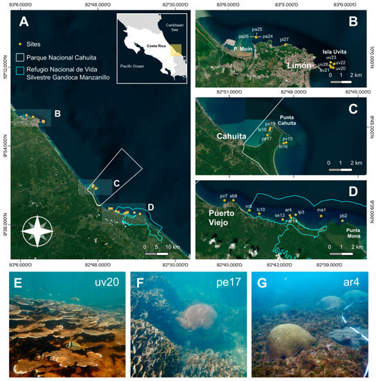 Status of Coral Reef Communities on the Caribbean Coast of Costa Rica ...
